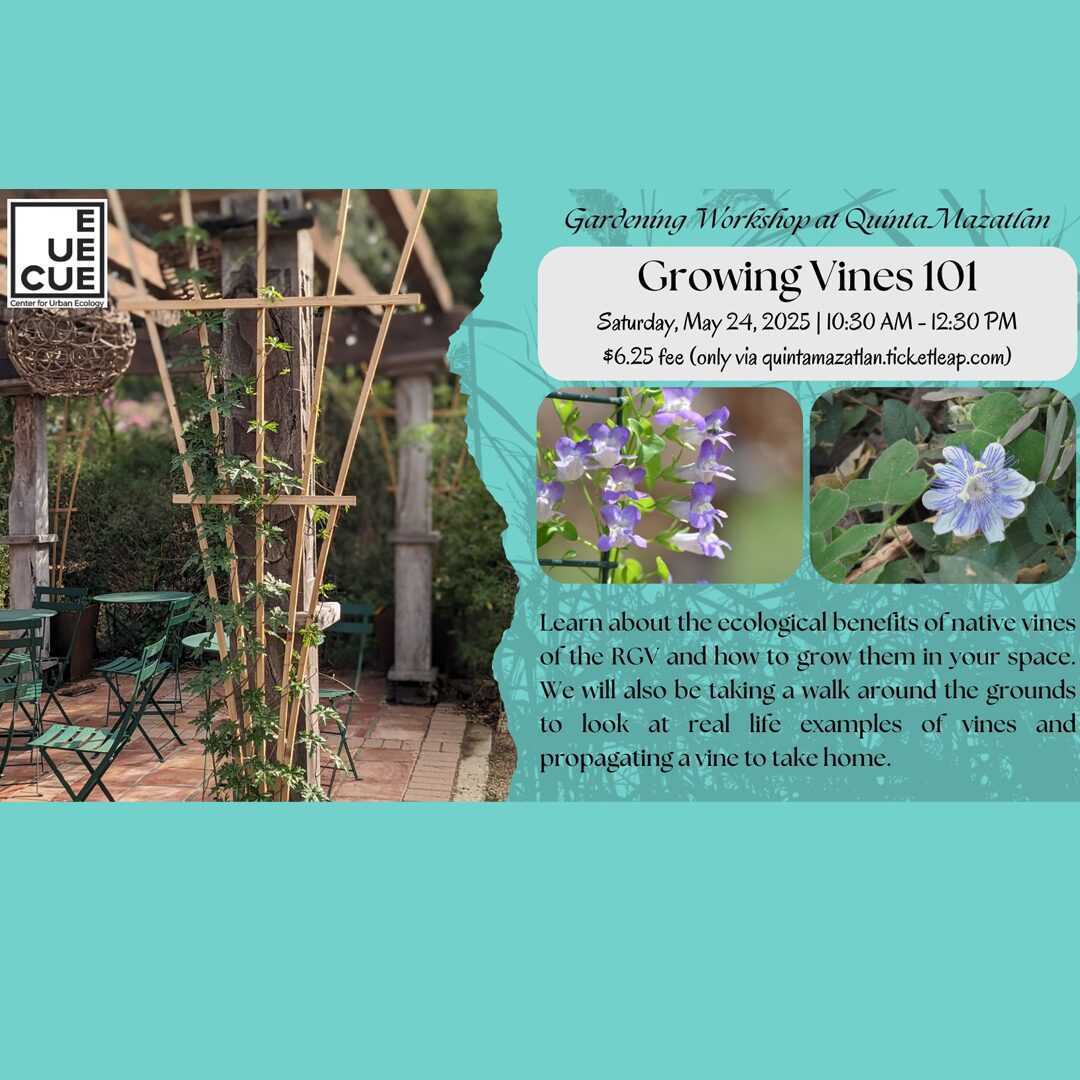 Growing Vines 101 | Explore McAllen